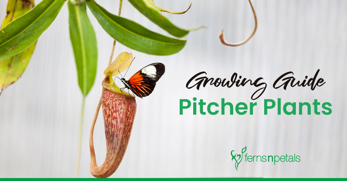A Beginner's Guide to Growing Pitcher Plants - Ferns N Petals