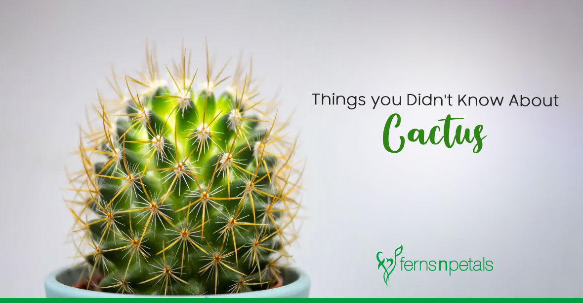 7 Things to Know About Cactus Plant - Ferns N Petals