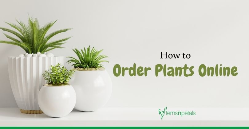 How to Order Plants Online? - Ferns N Petals