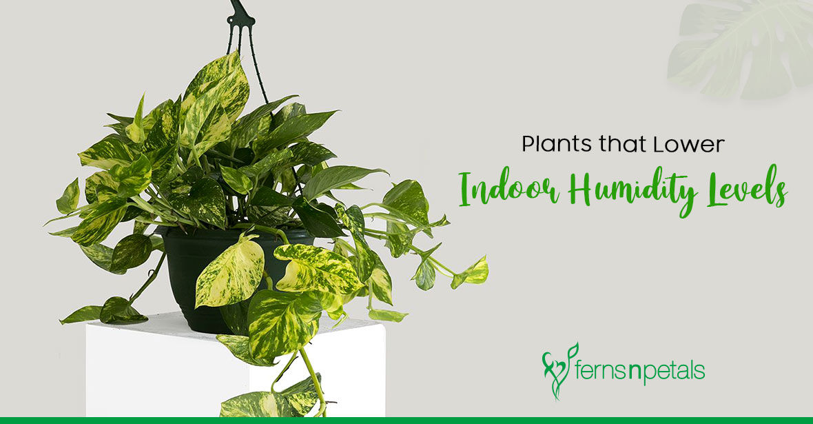 Top 5 Dehumidifier Plants for Humidity|FNP