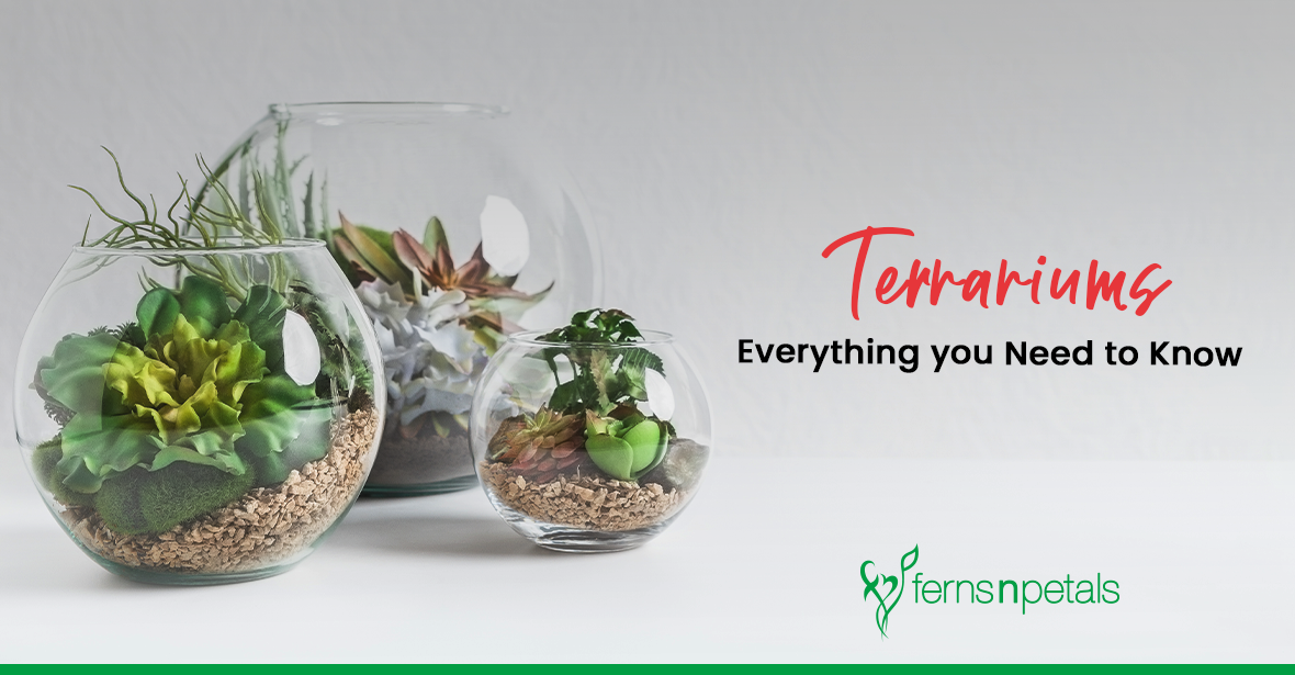 Terrariums: Everything you Need to Know - Ferns N Petals