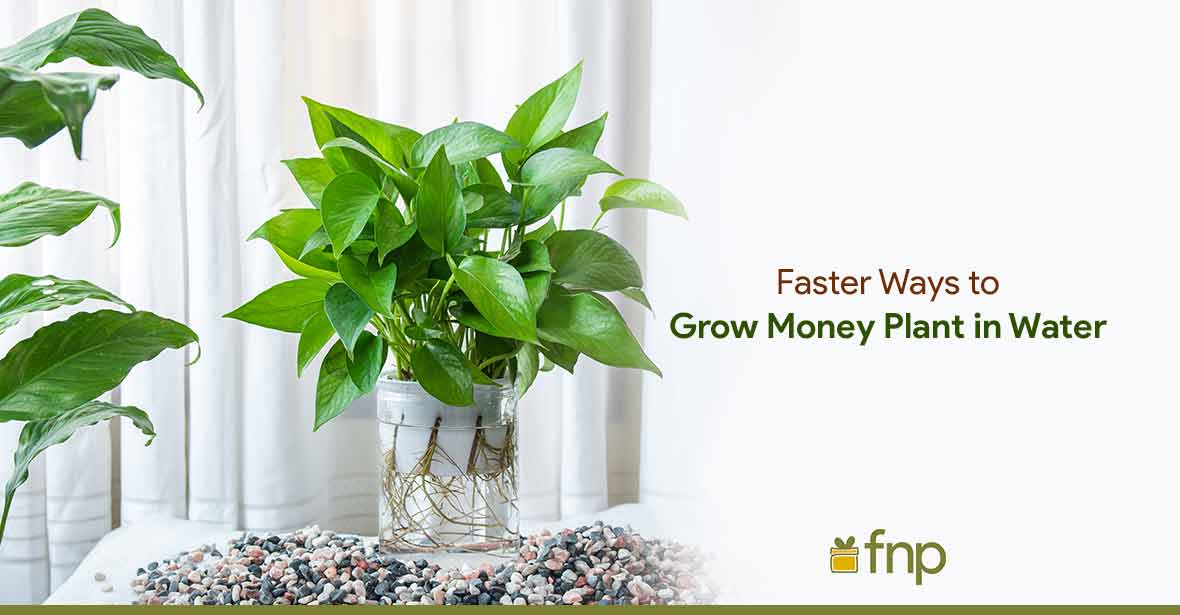 Money Plant Care Indoor Online
