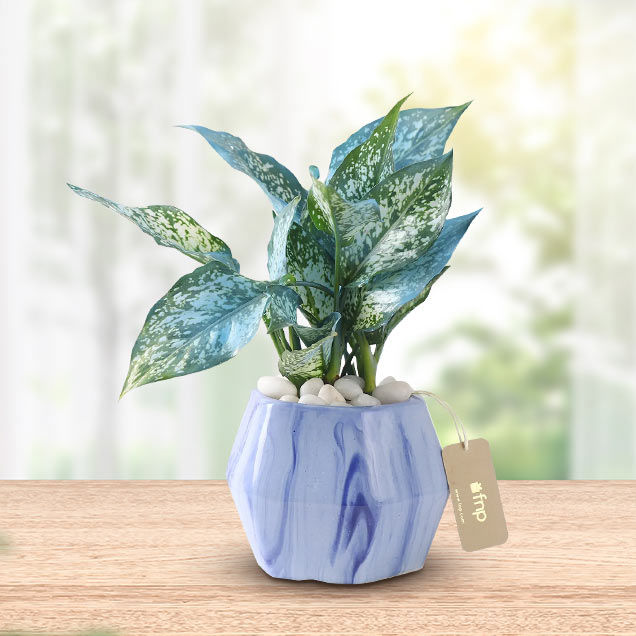 FNP: India's #1 Online Gift Store | Flowers, Cakes, Gift Hampers etc.