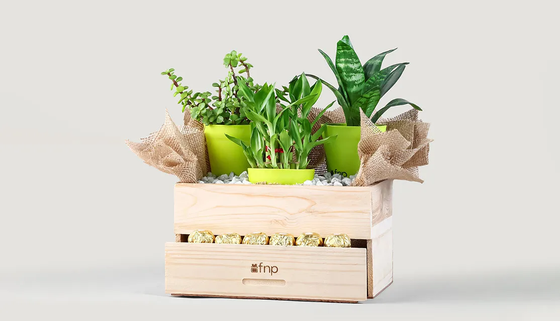 All Plants: ECO-Friendly Gifts Online at FNP
