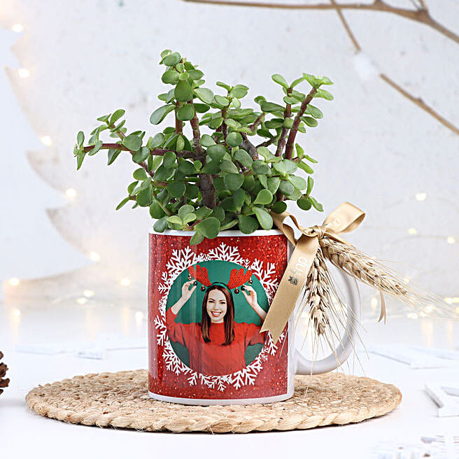 Christmas Jade Plant canada | Gift Christmas Jade Plant- FNP