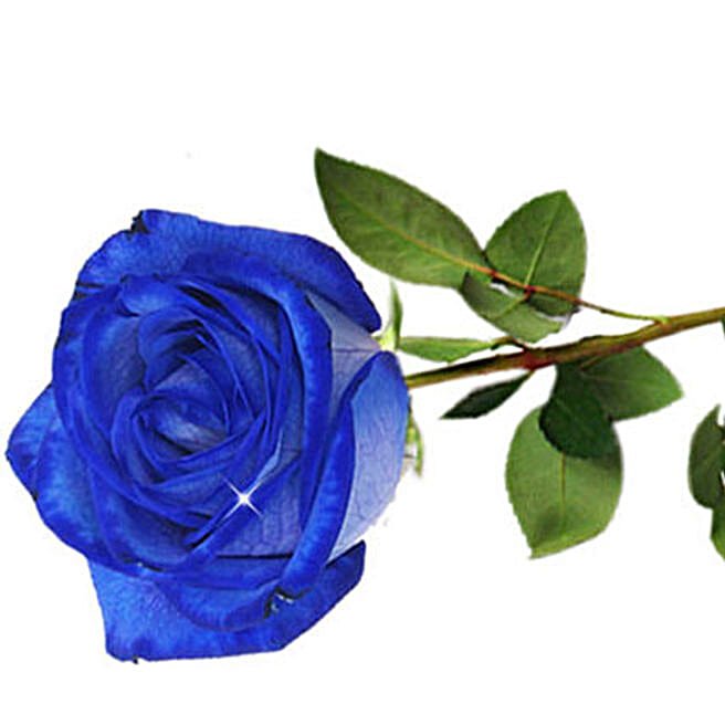 Single Blue Rose germany | Gift Single Blue Rose- FNP