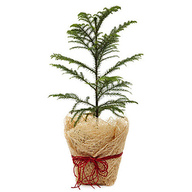 Buy/Send Happy Gala Online- FNP