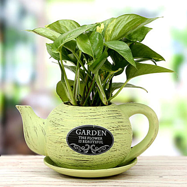 Buy/Send Money Plant In a Kettle Online- FNP