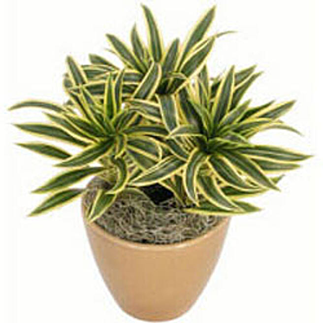 Buy/Send song of India By FNP Online- FNP