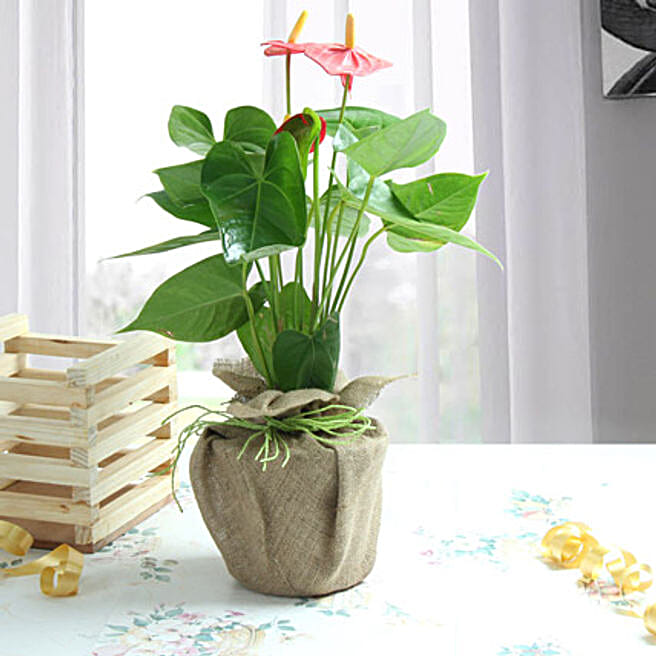 Buy/Send Anthurium Red Beauty Online- FNP