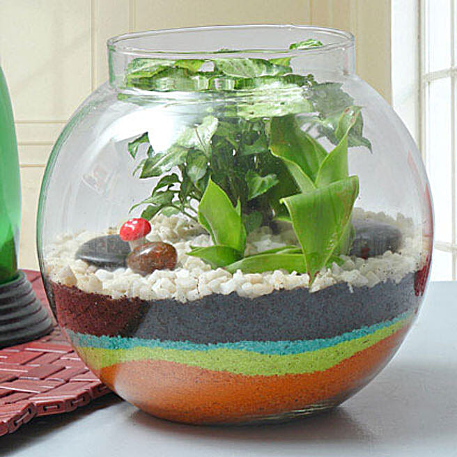 Buy/Send Enchanted Terrarium Online- FNP