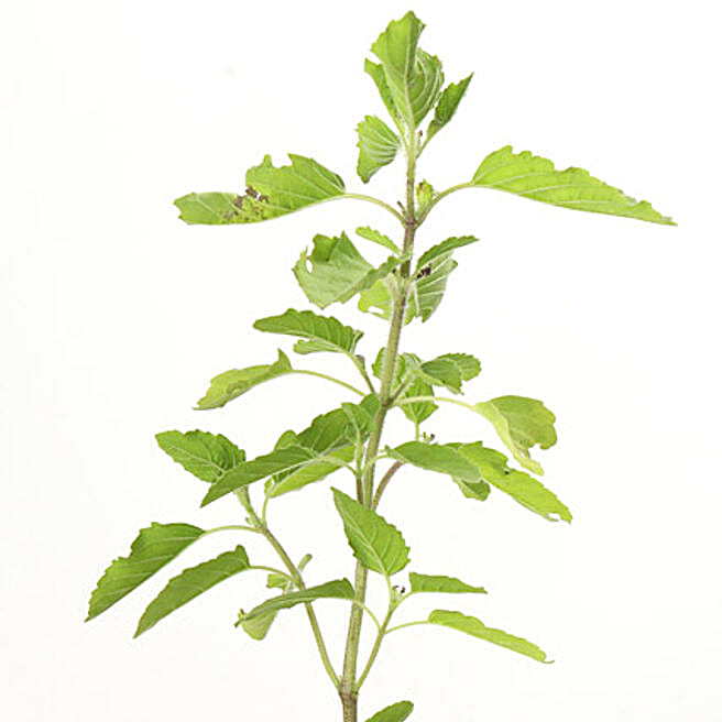 Single Tulsi Leaf