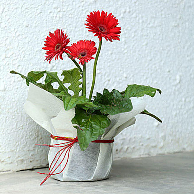 Buy/Send Potted Red Gerbera Plant Online- FNP