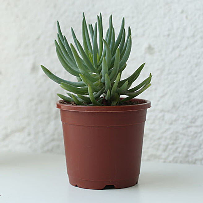 Buy/Send Green Senecio Tenuifolius Online- FNP