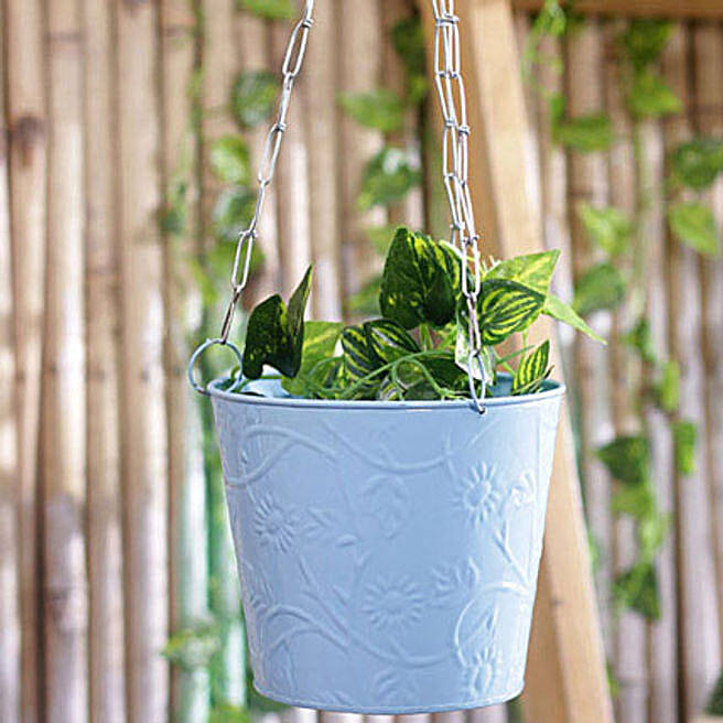 Buy/Send Blue Hanging Bucket Planter Online- FNP