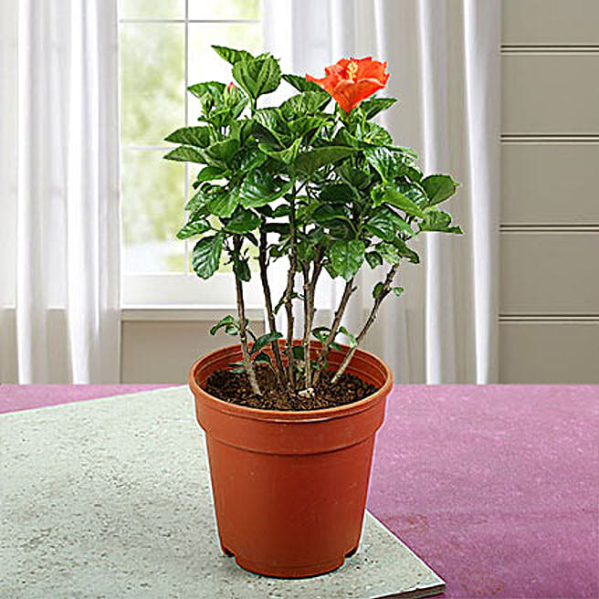 Buy/Send Elegant Hibiscus Potted Plant Online- FNP
