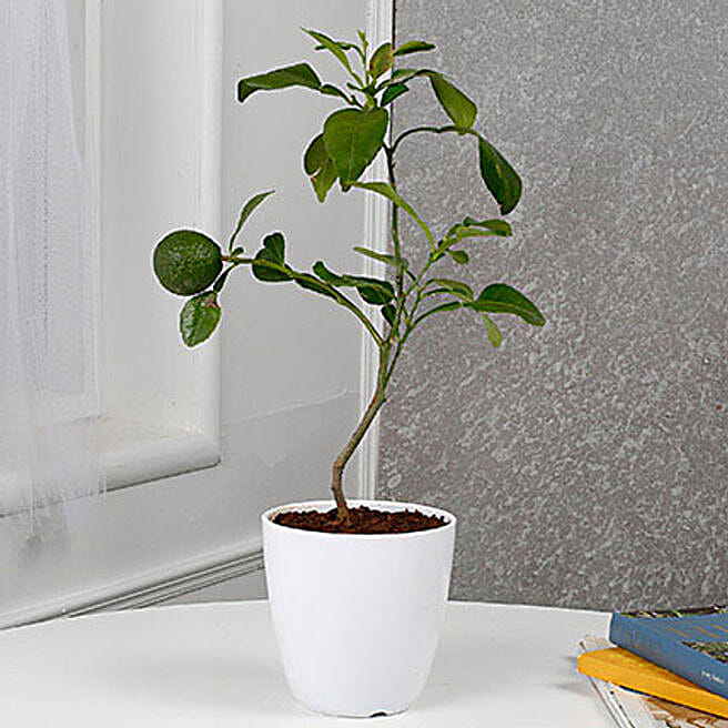 Buy/Send Zippy Mausambi Plant Online- FNP