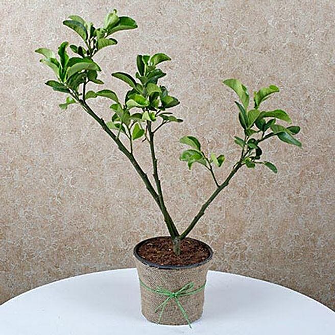 Buy/Send Refreshing Mausambi Plant Online- FNP