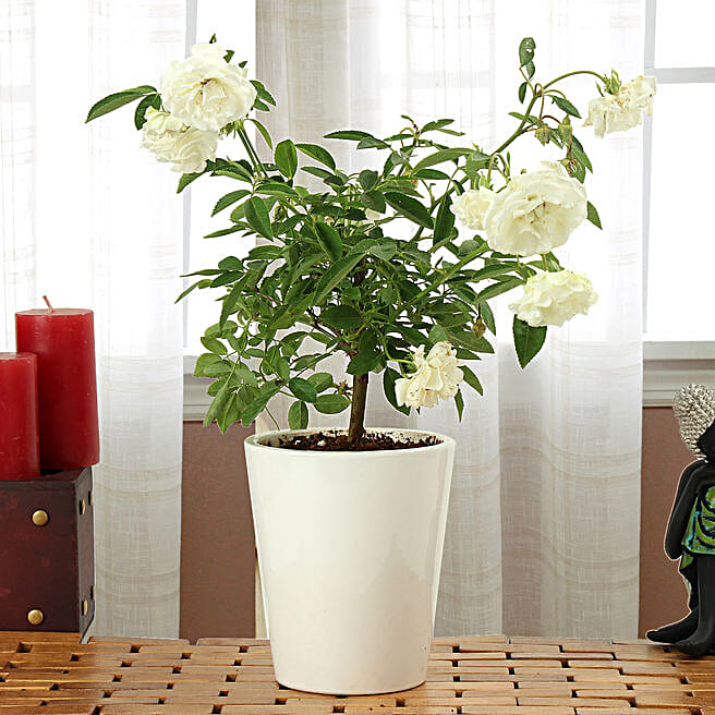 Buy/Send Potted White Rose Plant Online- FNP