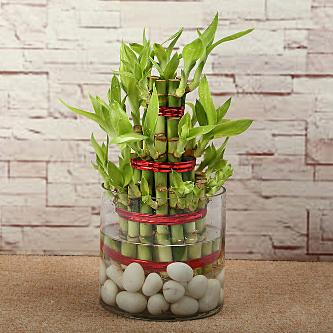 Buy/Send Three Layer Bamboo Luck Terrarium Online- FNP
