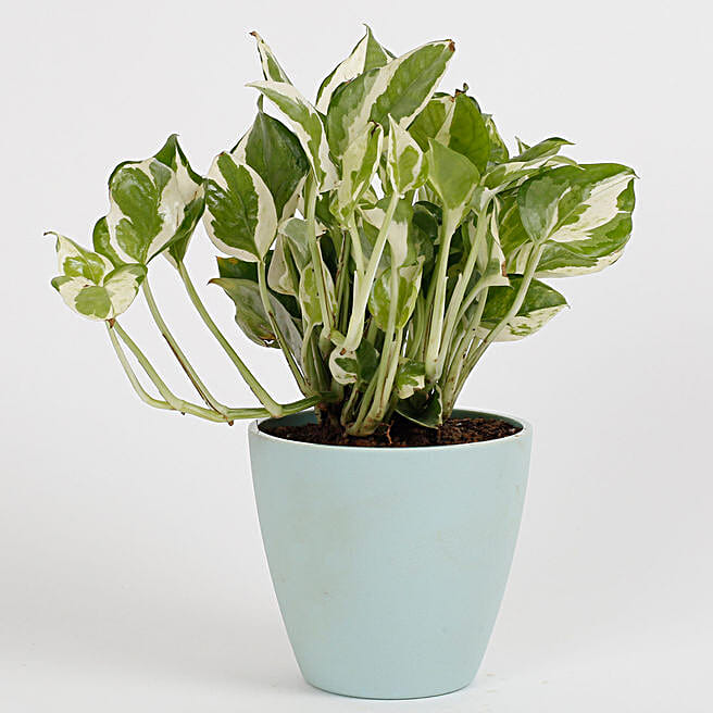 Buy/Send Enchanting White Pothos Plant Online- FNP