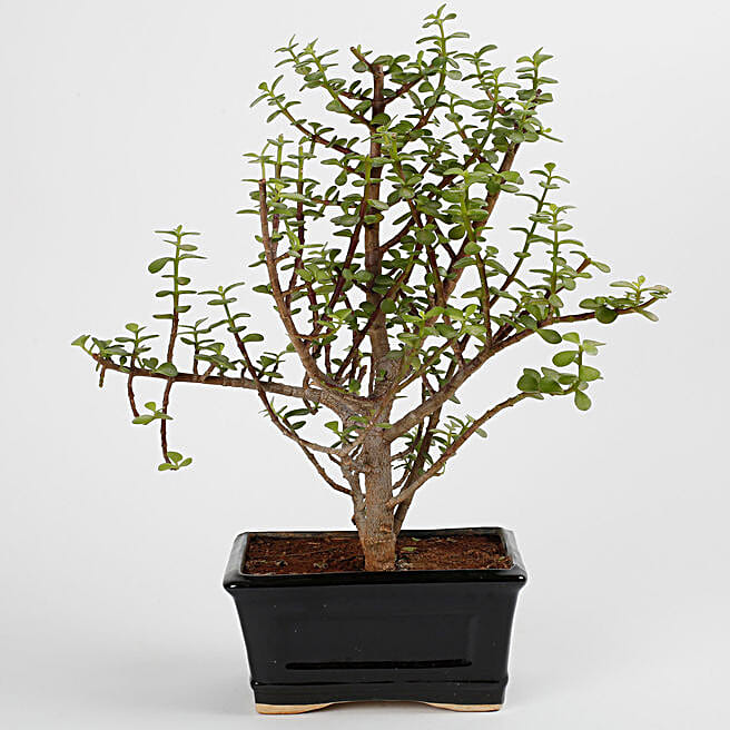 Buy/Send Good Luck Jade Plant Online- FNP