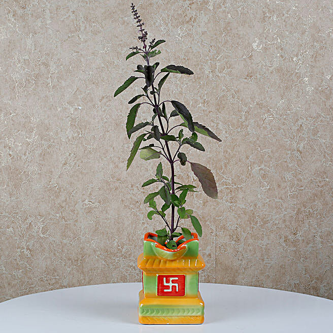 Buy/Send Herbal Tulsi Plant Online- FNP