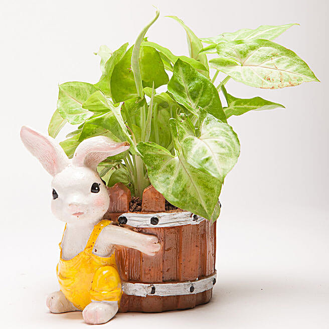 Buy/Send Syngonium Golden Plant In Resin Rabbit Pot Online- FNP