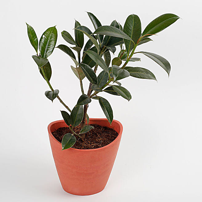 Buy/Send Ficus Elastica Plant in Half Moon Recycled Plastic Pot Online- FNP