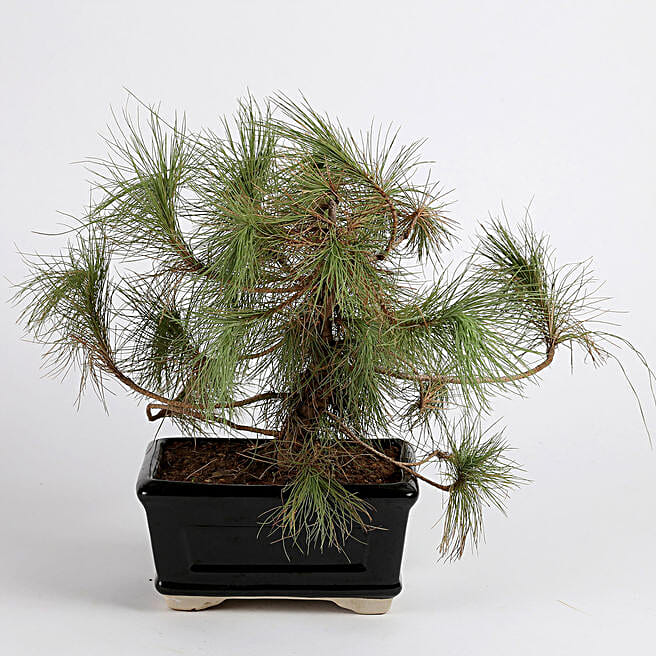 Buy/Send Pinus Roxburghii Bonsai Plant in Black Ceramic Pot Online- FNP