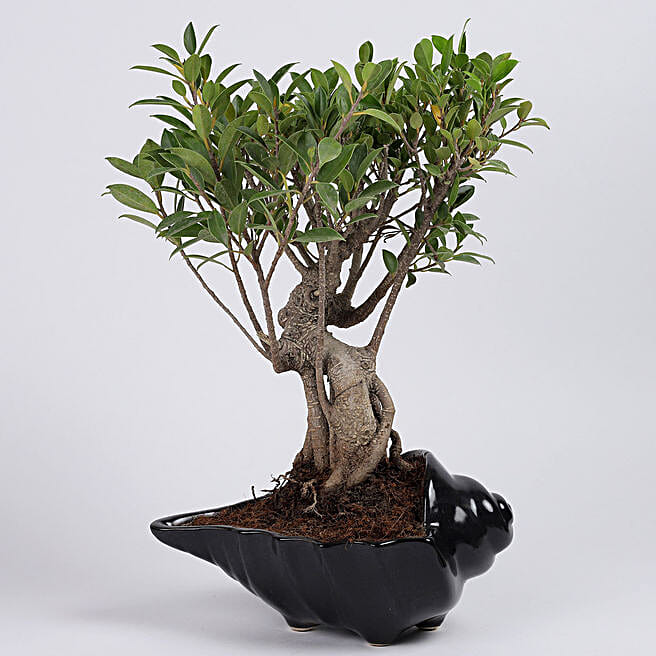 Buy/Send Ficus Oldroots Bonsai Plant in Shell Shaped Pot Online- FNP
