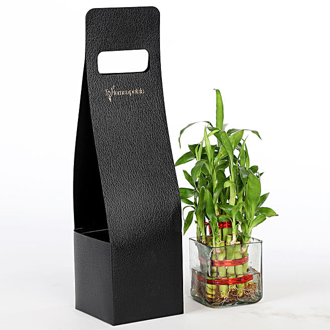 Office Plants | Desktop Plants | Plants for Office Desk Online - FNP