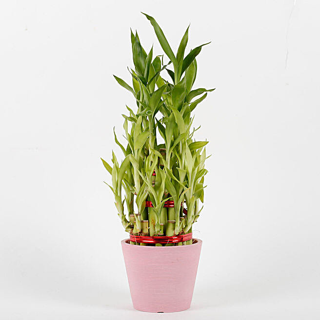Buy/Send Three Layer Bamboo Plant in Pink Recycled Plastic Pot Online- FNP