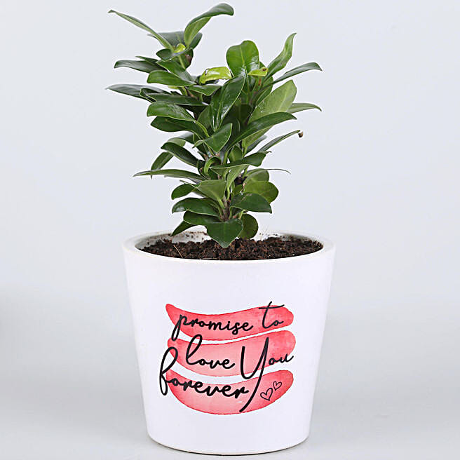 Buy/Send Ficus Compacta Plant Promise Day Special Pot Online- FNP