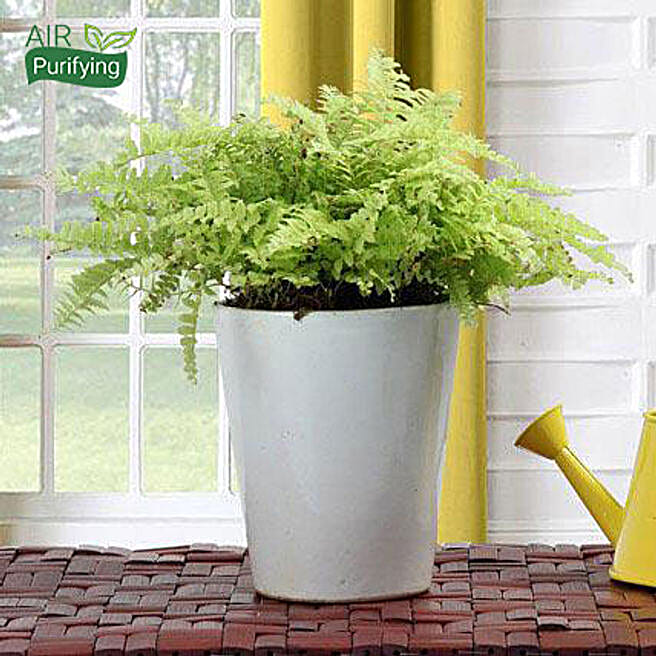 Buy/Send Boston Fern Potted Plant Online- FNP