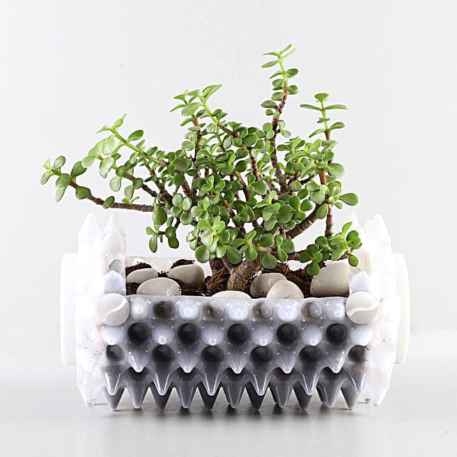 Buy/Send Jade Plant In White Foldable Planter Online- FNP