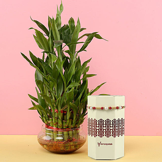Buy/Send 3 Layer Bamboo Plant & Pearl Rakhi Online- FNP