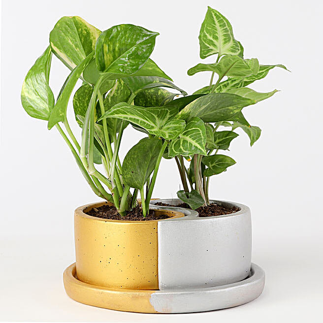 Buy/Send Foliage Plants In Yin Yang Ceramic Pot Online- FNP
