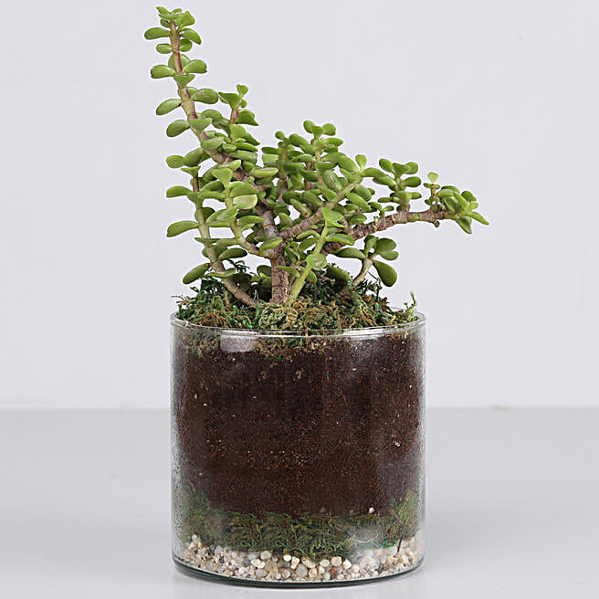 Buy/Send Jade Plant 4" Cylinder Glass Terrarium Online- FNP