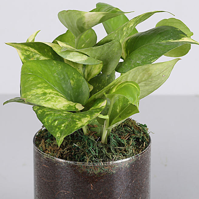 Buy/Send Scindapsus Gold Plant 4" Glass Terrarium Online- Ferns N Petals