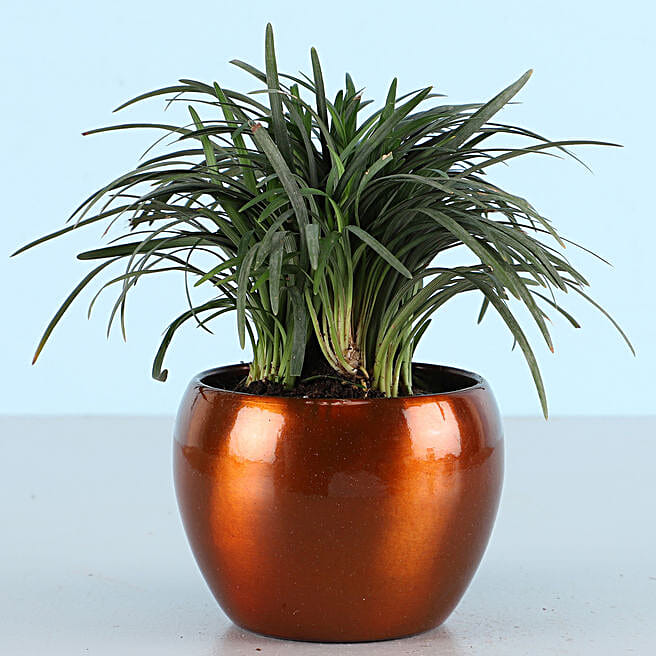 Buy/Send China Grass & Kaju Katli Combo Online- Ferns N Petals
