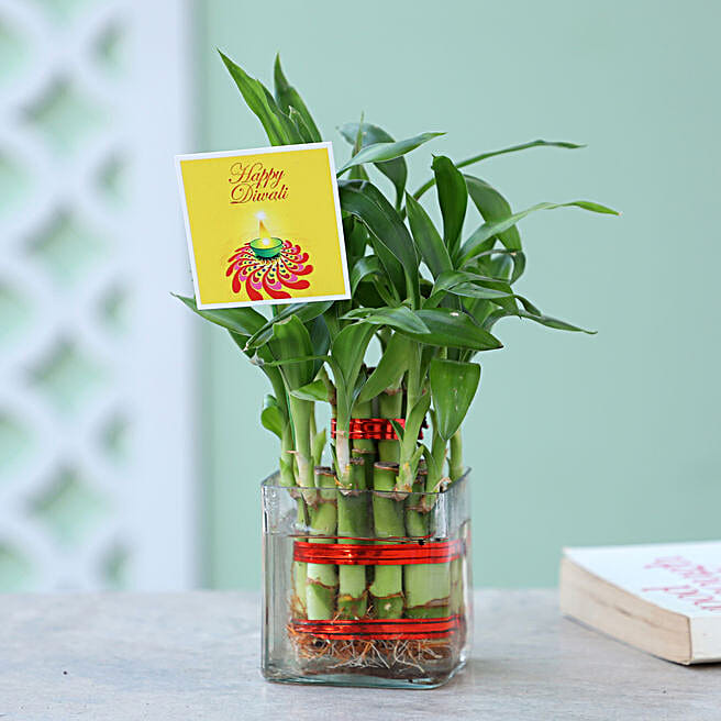 Buy/Send Two Layer Bamboo Plant For Diwali Online- FNP