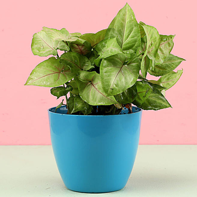 Buy/Send Syngonium Plant In Blue Pot Online- FNP
