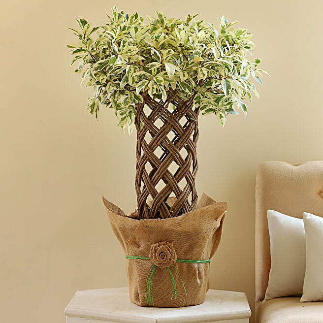 Buy/Send Ficus Crache Starlight Bonsai Plant Online- FNP