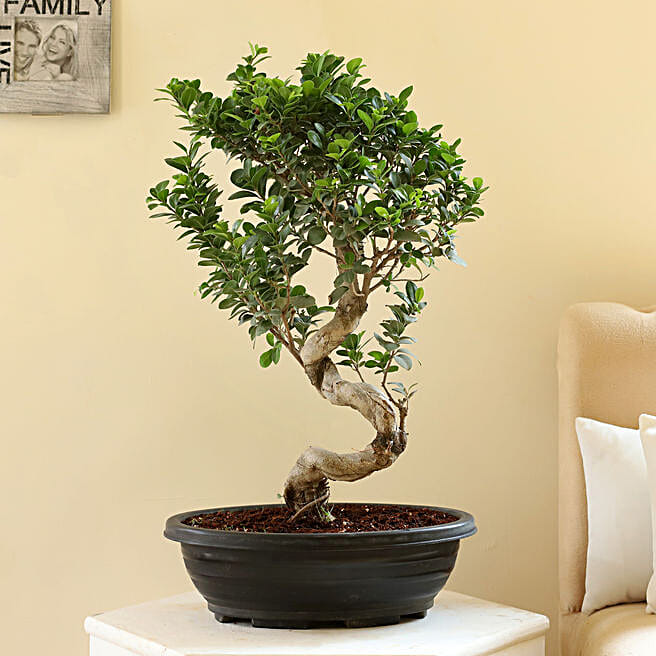 Buy/Send Ficus S Shaped Bonsai Plant in Ceramic Pot Online- FNP