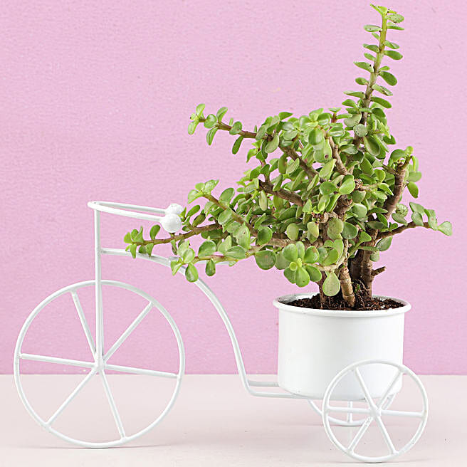 Buy/Send Jade Plant In White Metal Cycle Planter Online- FNP