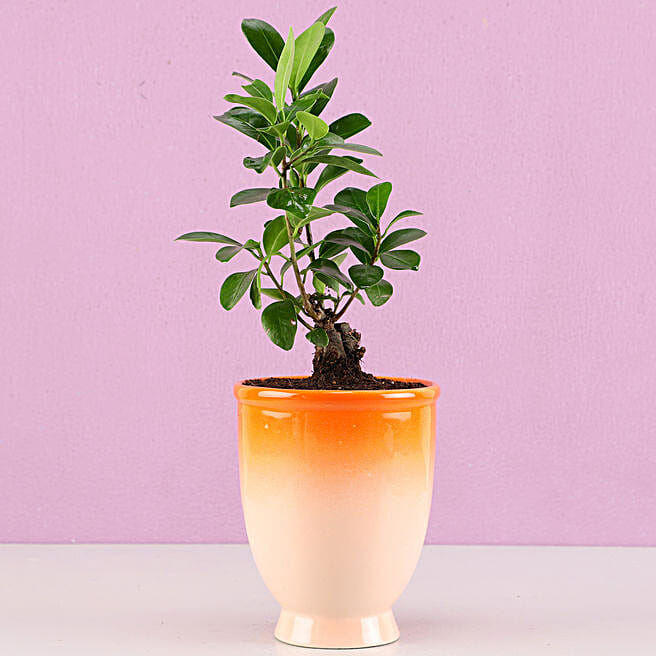 Buy/Send Ficus Bonsai Plant in Orange Ombre Venetian Vase Online- FNP