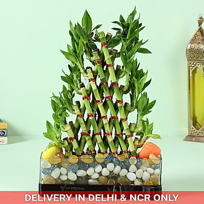 Buy/Send 7 Layer Pyramid Bamboo In Rectangular Dish Online- FNP