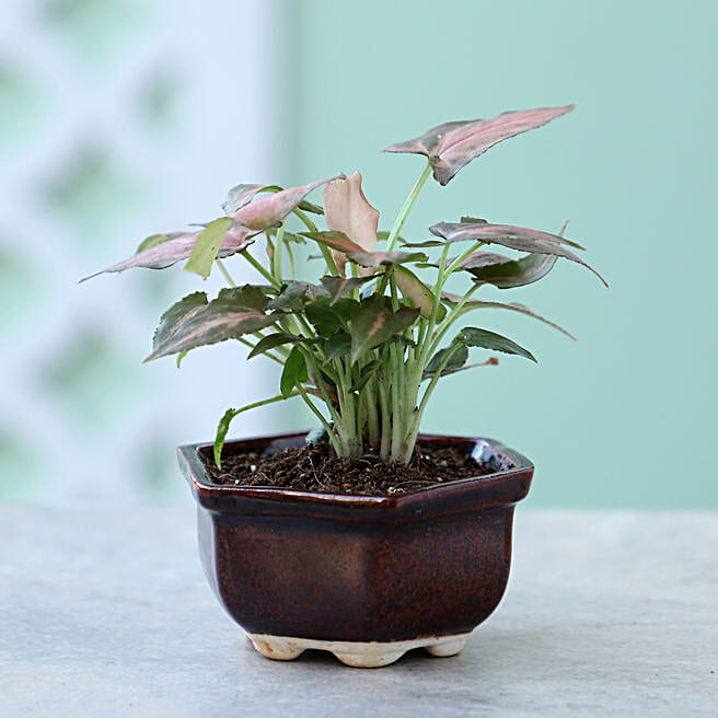 Buy/Send Pink Syngonium Plant In Brown Tray Pot Online- FNP