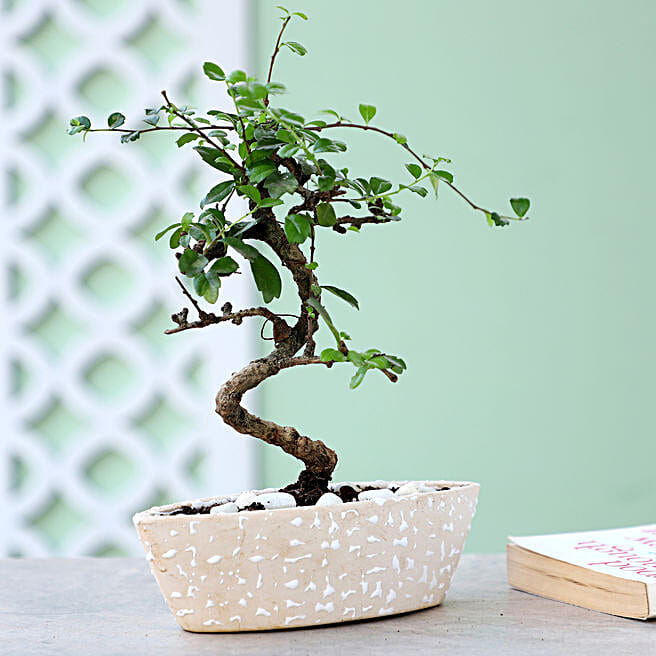 Buy/Send S Shaped Ficus In Designer White Pot Online- FNP